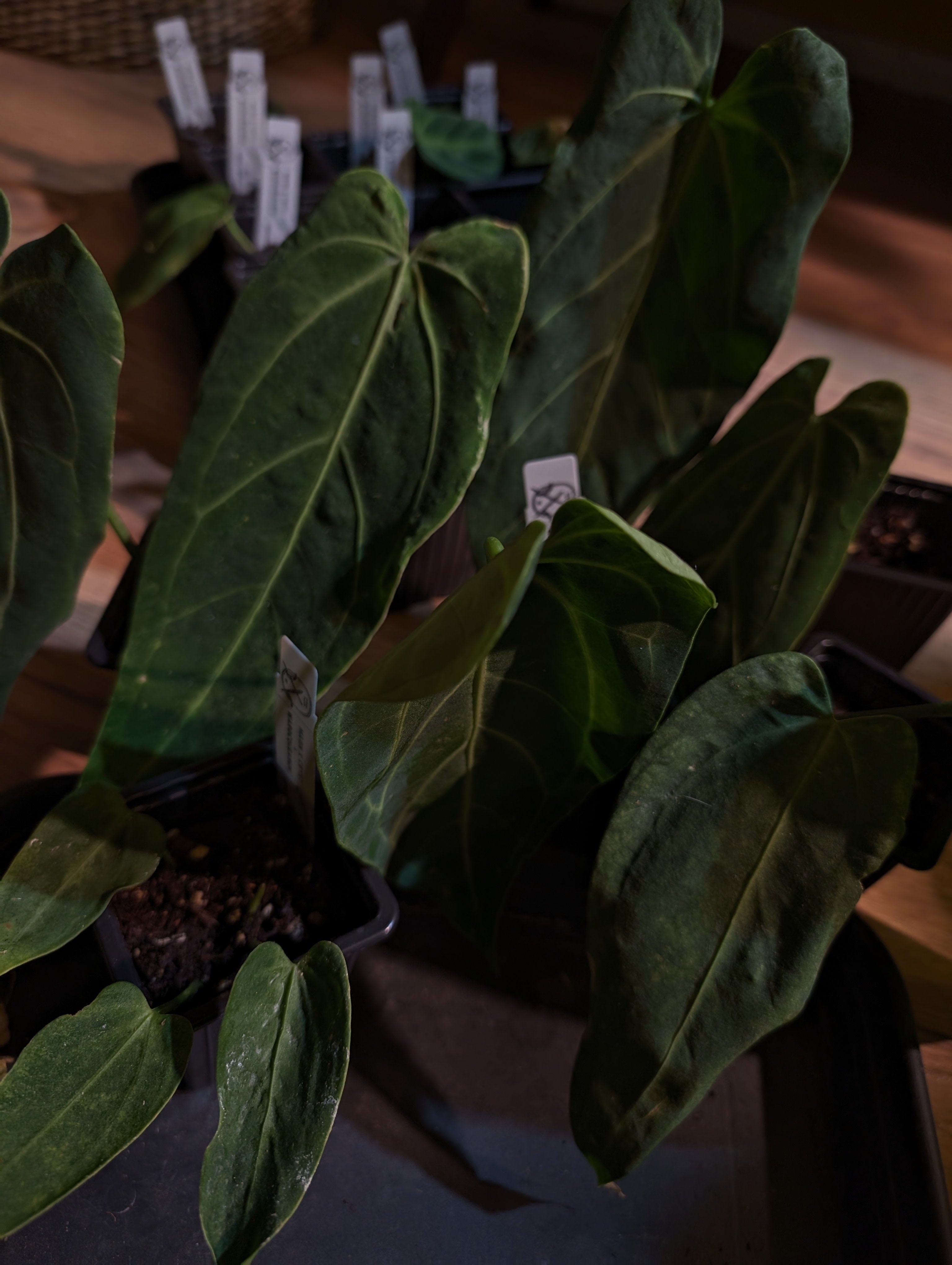 ROOTED CLONES / CUTTINGS – Curious Plants