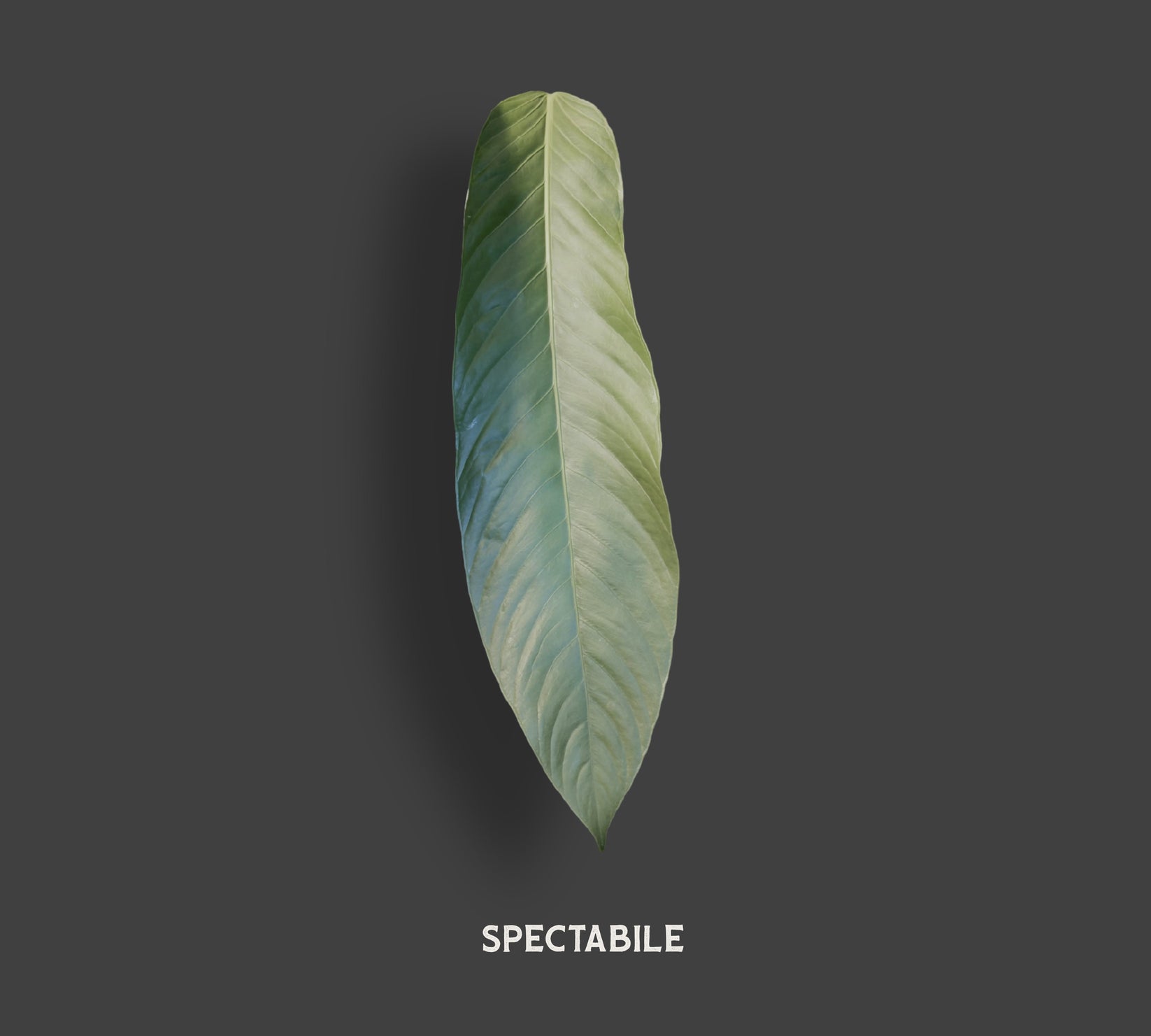 Anthurium Spectabile – Curious Plants